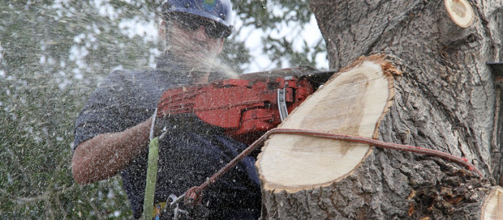 Tree Bracing Techniques | resonanthaciend69